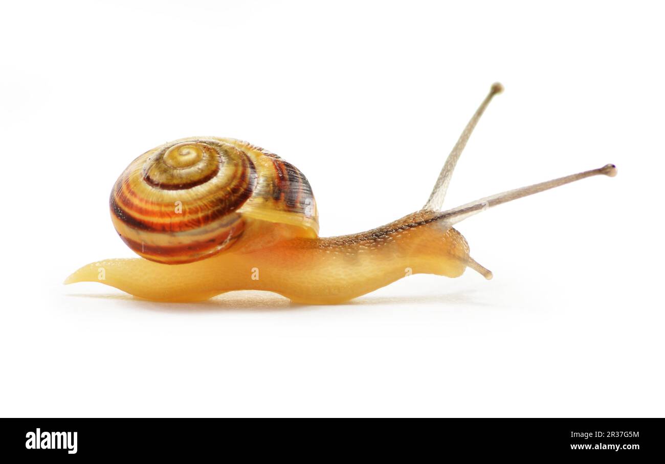 Small snail isolated on white background Stock Photo - Alamy