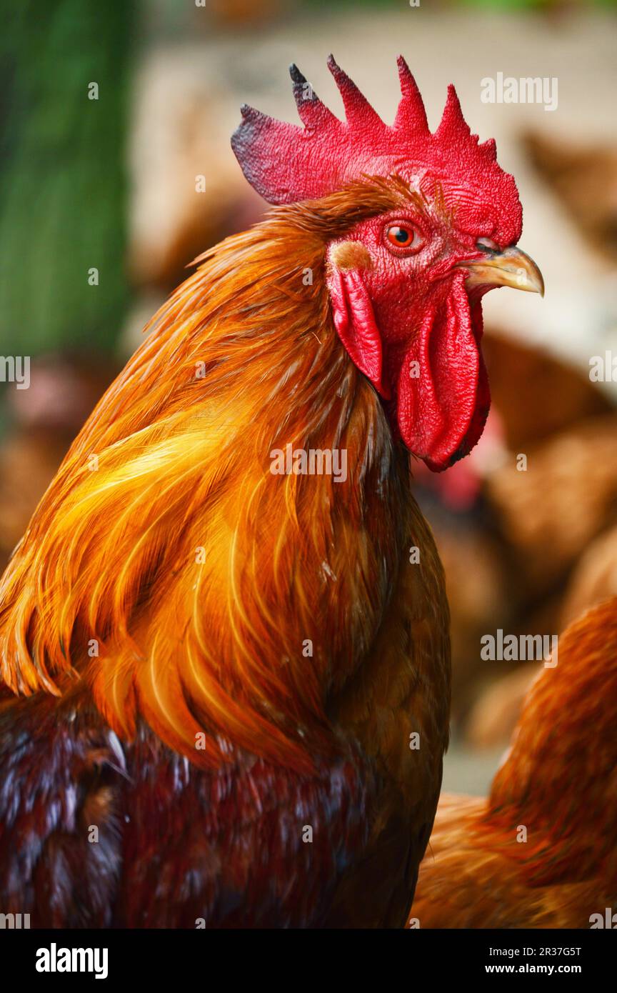 Rooster in traditional free range poultry farming Stock Photo - Alamy