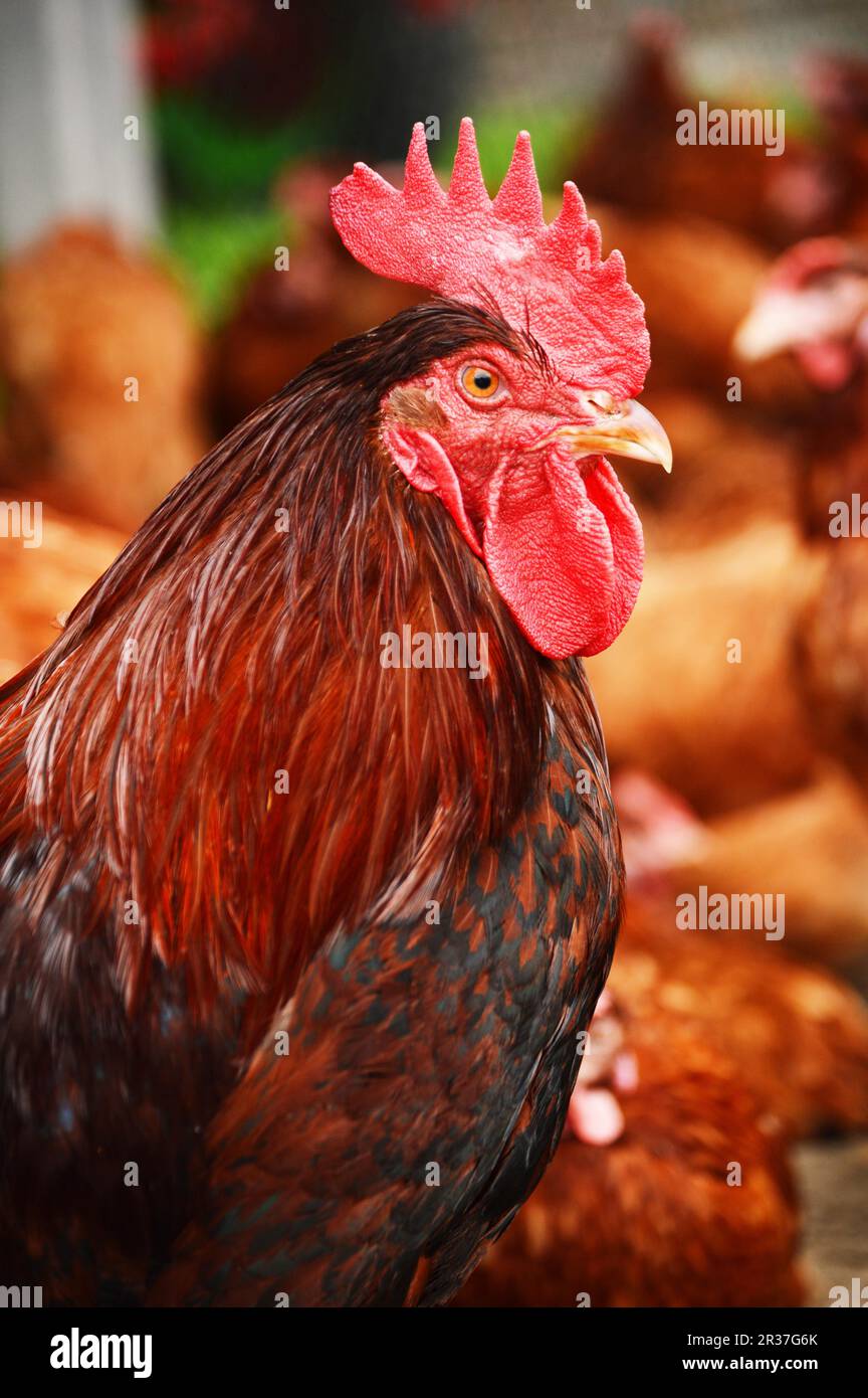 Rooster in traditional free range poultry farming Stock Photo - Alamy
