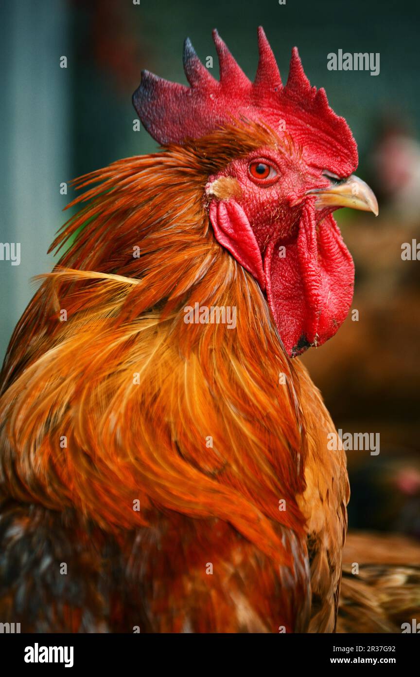 Rooster in traditional free range poultry farming Stock Photo - Alamy