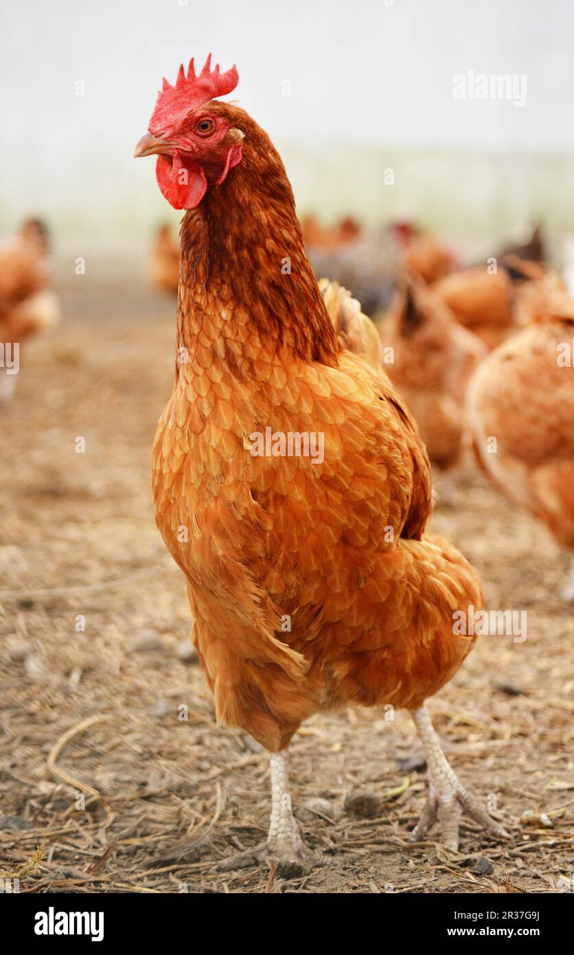 Traditional free range poultry farming Stock Photo - Alamy