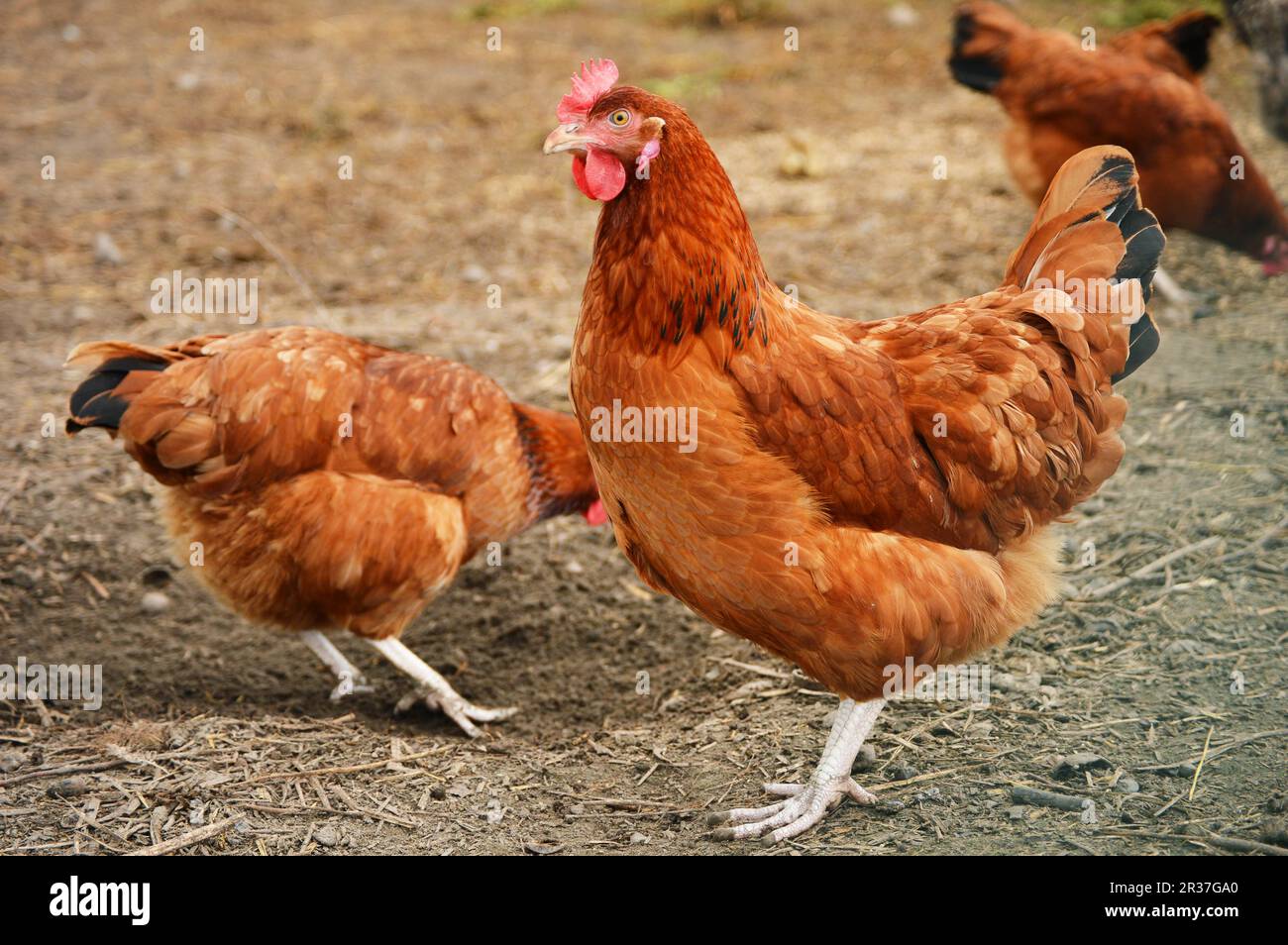 Traditional free range poultry farming Stock Photo - Alamy