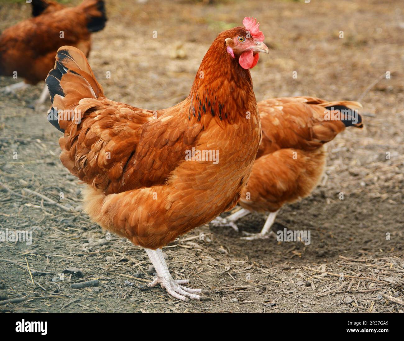 Traditional free range poultry farming Stock Photo - Alamy