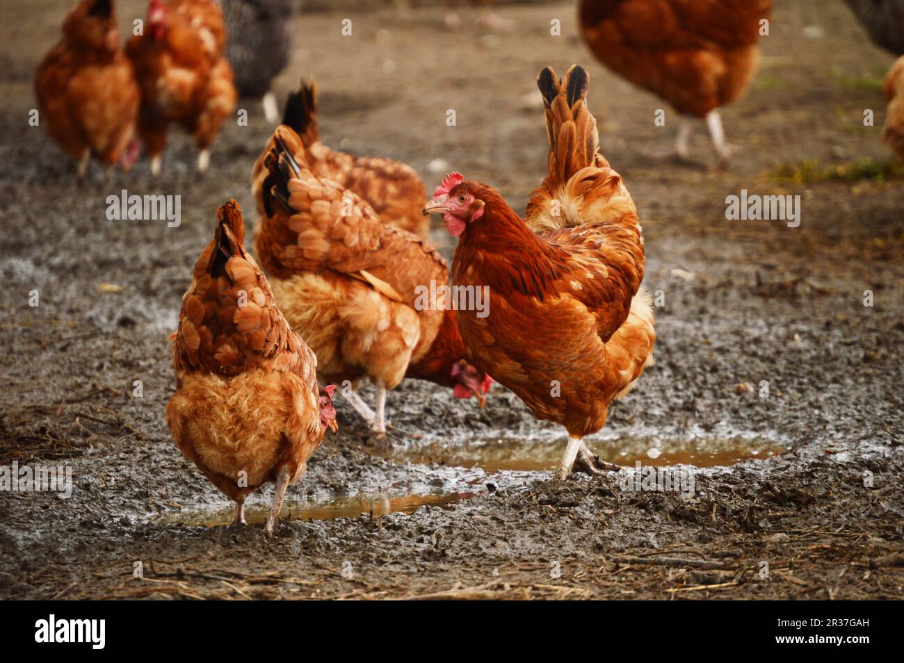 Traditional free range poultry farming Stock Photo - Alamy