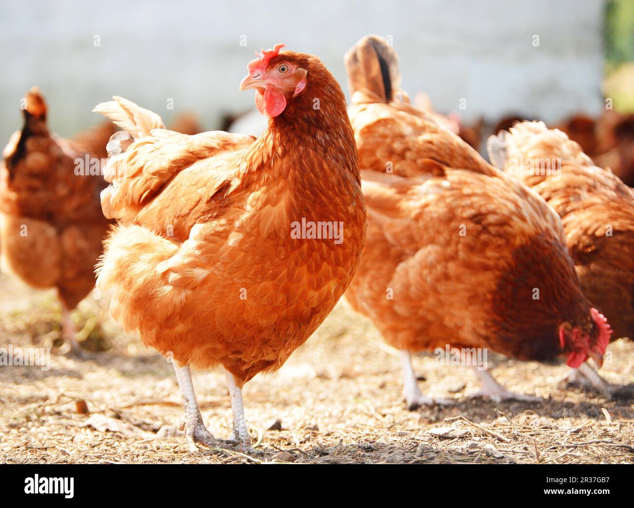 Chickens on traditional free range poultry farm Stock Photo - Alamy