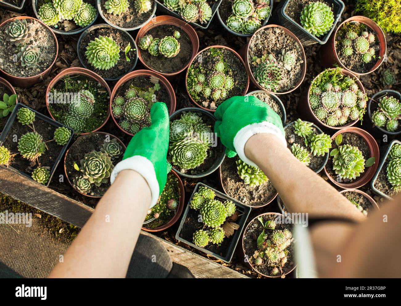 Seedling sale hi-res stock photography and images - Alamy