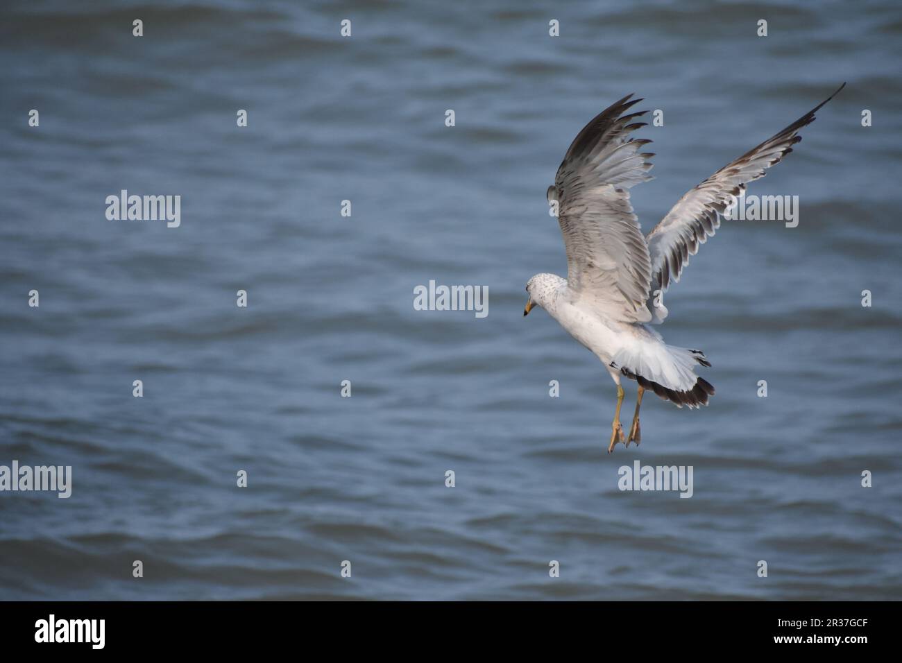 Beautiful shot seagull flying hi-res stock photography and images - Alamy