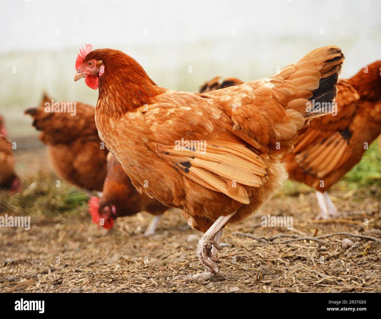 Traditional free range poultry farming Stock Photo - Alamy