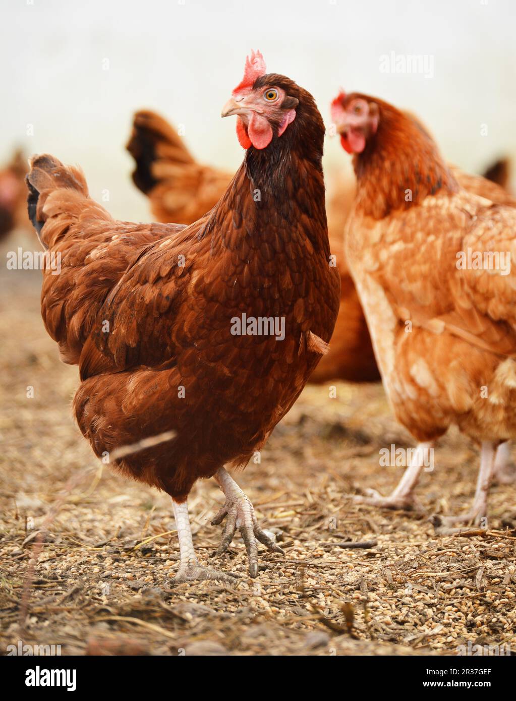 Traditional free range poultry farming Stock Photo - Alamy