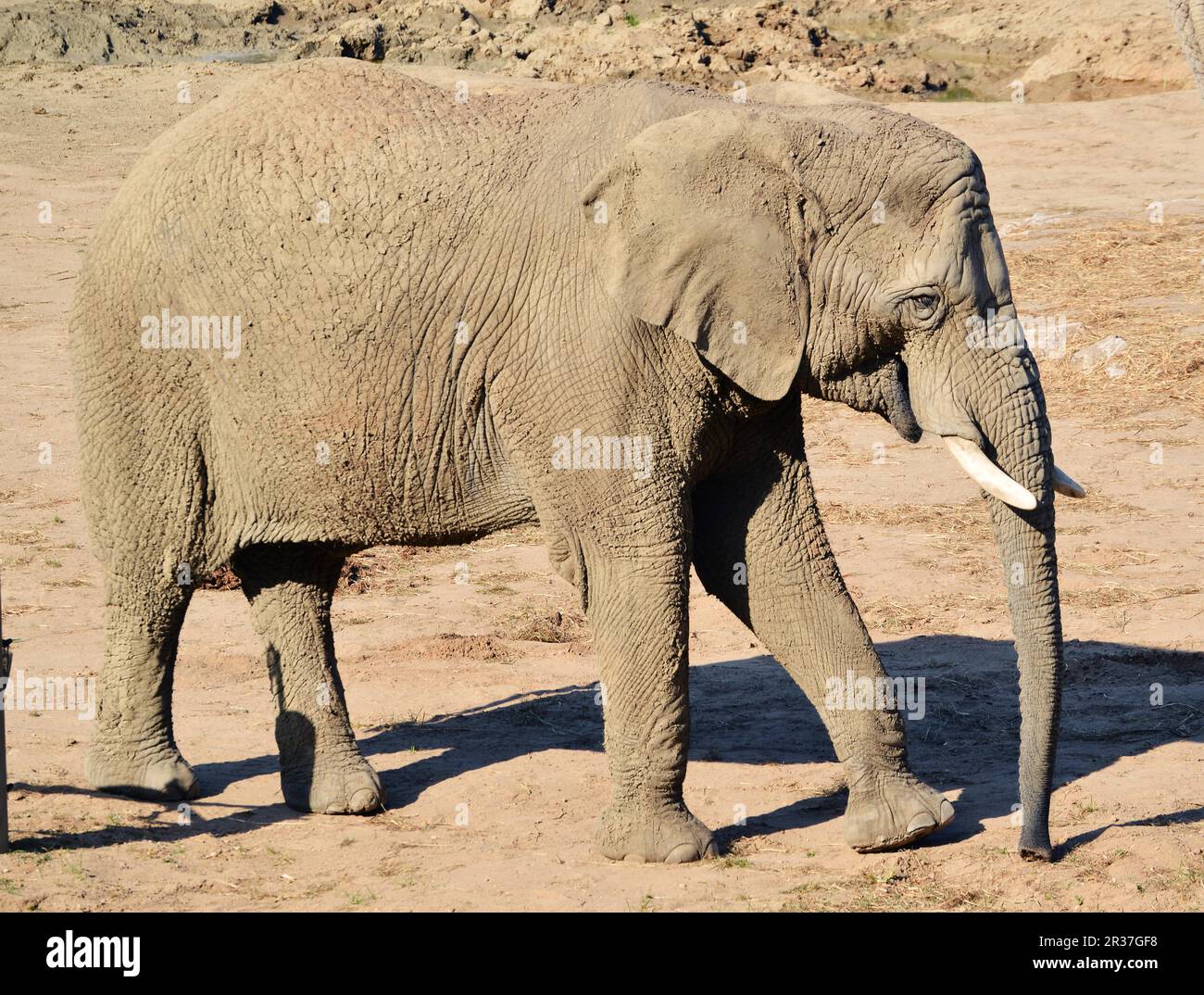 Elephant in its environment hi-res stock photography and images - Alamy