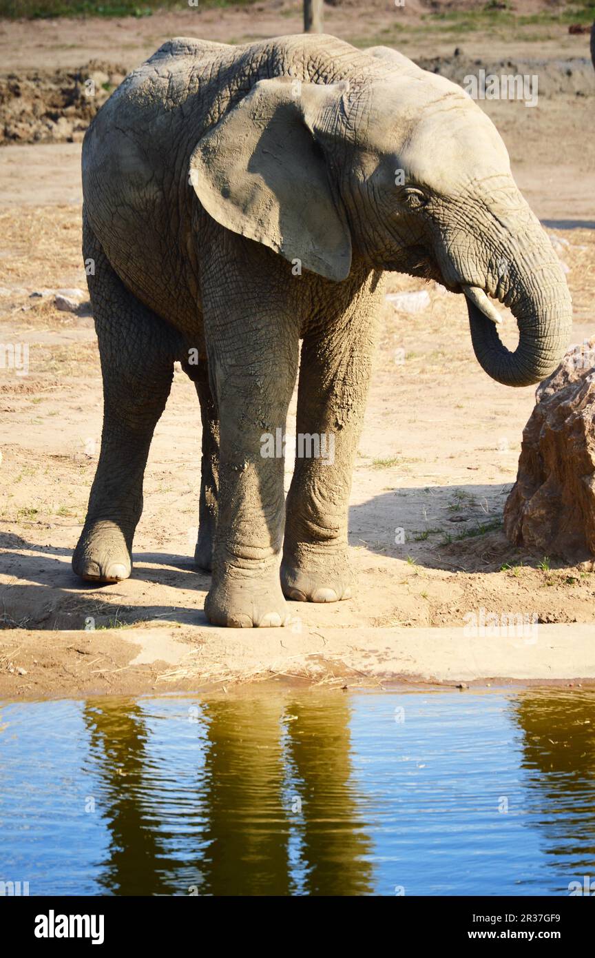 Elephant in environment hi-res stock photography and images - Alamy