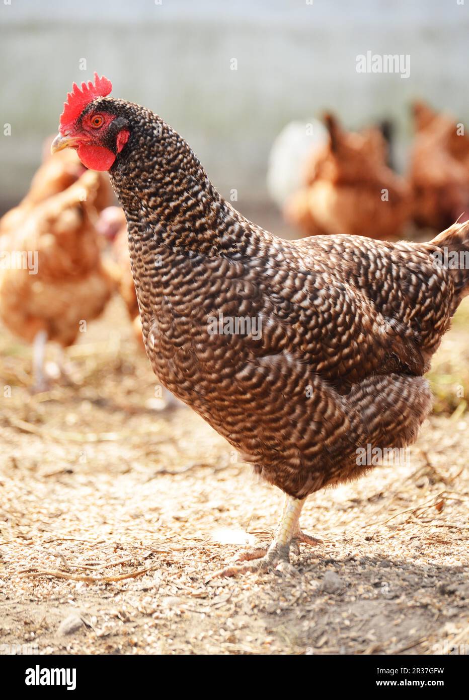 Chickens on traditional free range poultry farm Stock Photo - Alamy
