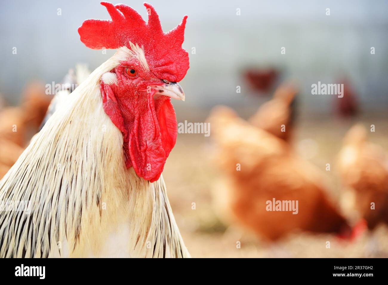 Rooster on traditional free range poultry farm Stock Photo - Alamy