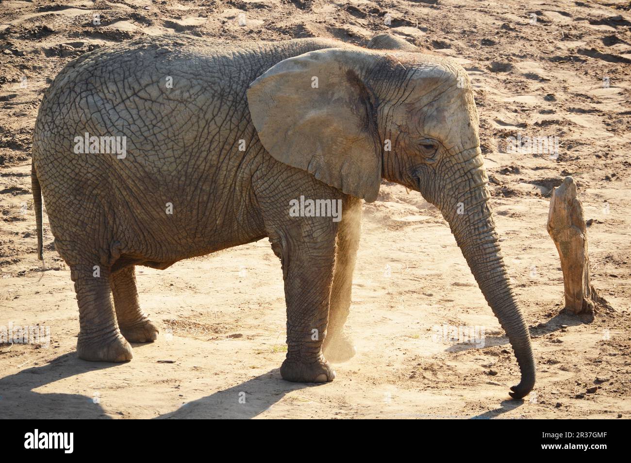 Elephant in its environment hi-res stock photography and images - Alamy
