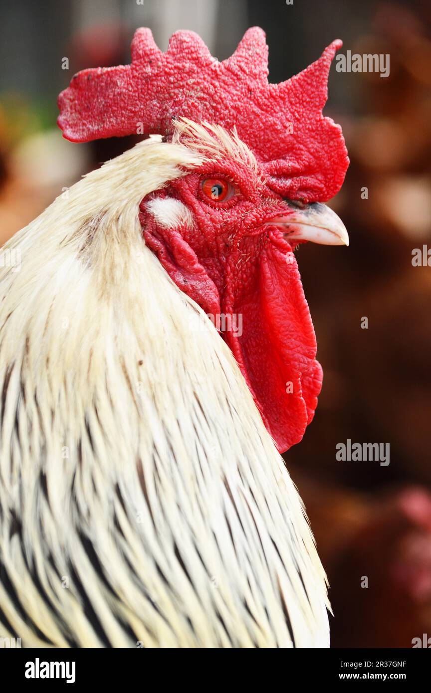 Rooster on traditional free range poultry farm Stock Photo - Alamy
