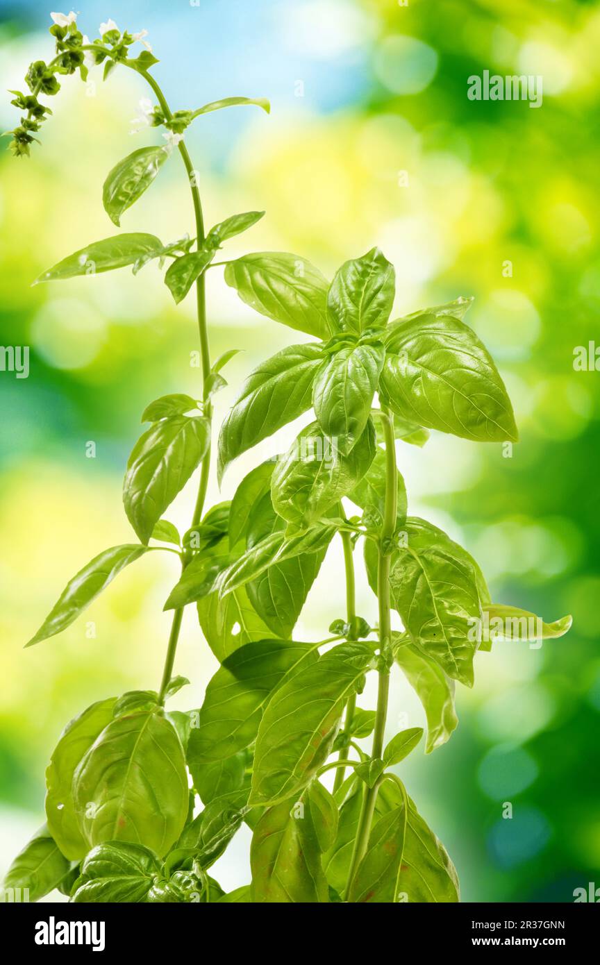 Culinary garden shot hi-res stock photography and images - Alamy