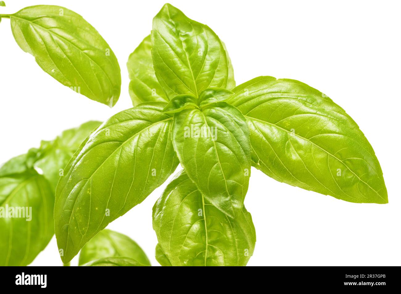 Fresh basil isolated on white background Stock Photo - Alamy