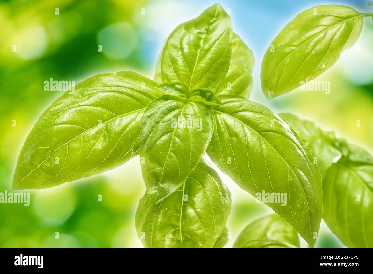 Flavor fresh hi-res stock photography and images - Alamy