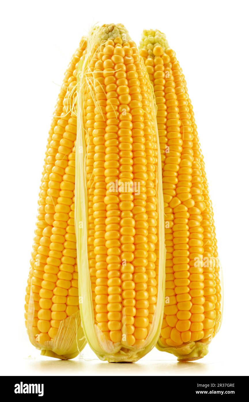 Ears of corn isolated on a white background Stock Photo - Alamy