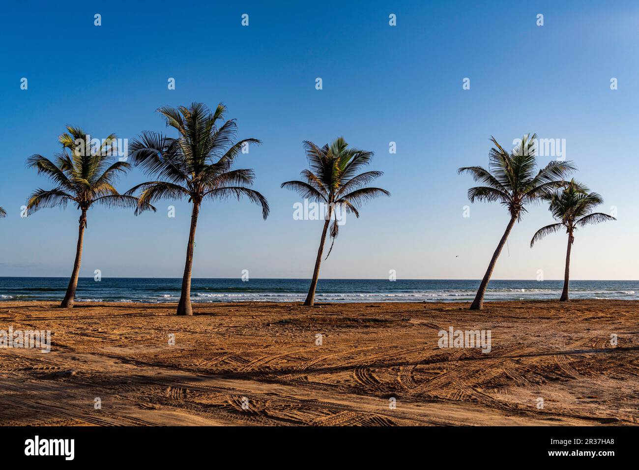 Palm trees in backlight on Mughsail beach, Salalah, Oman Stock Photo ...