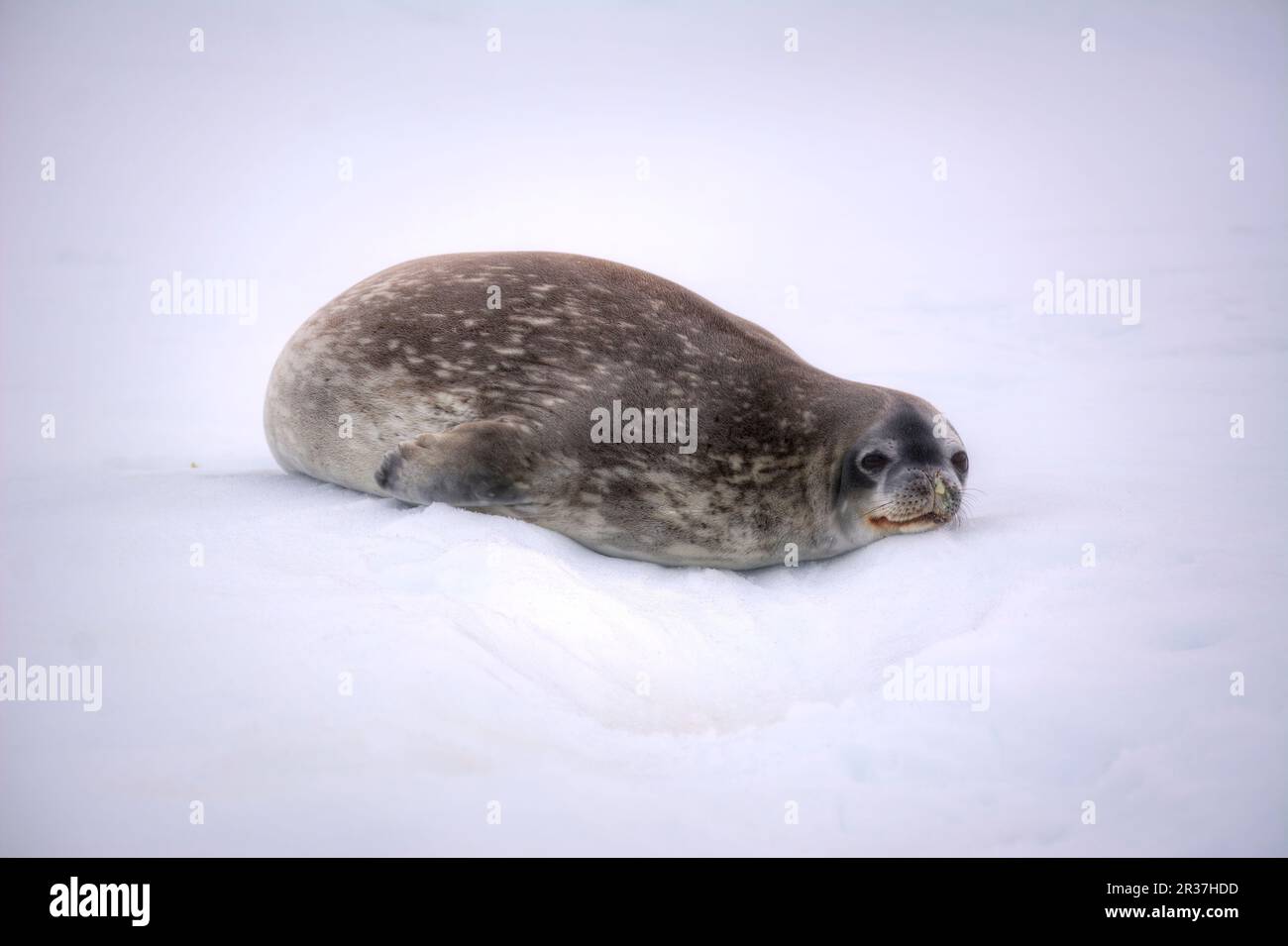Seal resting place hi-res stock photography and images - Alamy