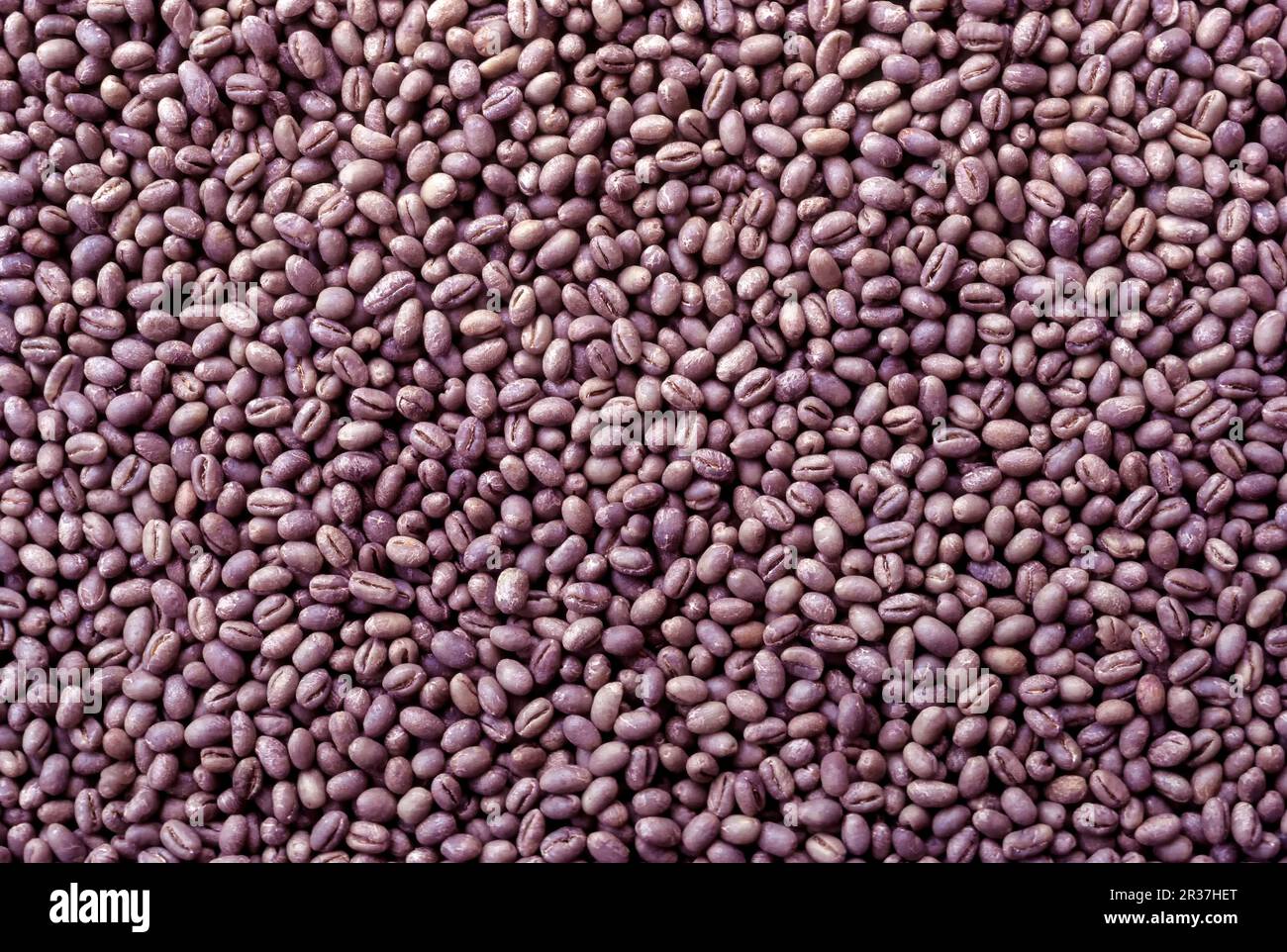 Coffee Beans berries on the drying yard at Kodagu Coorg, Karnataka ...