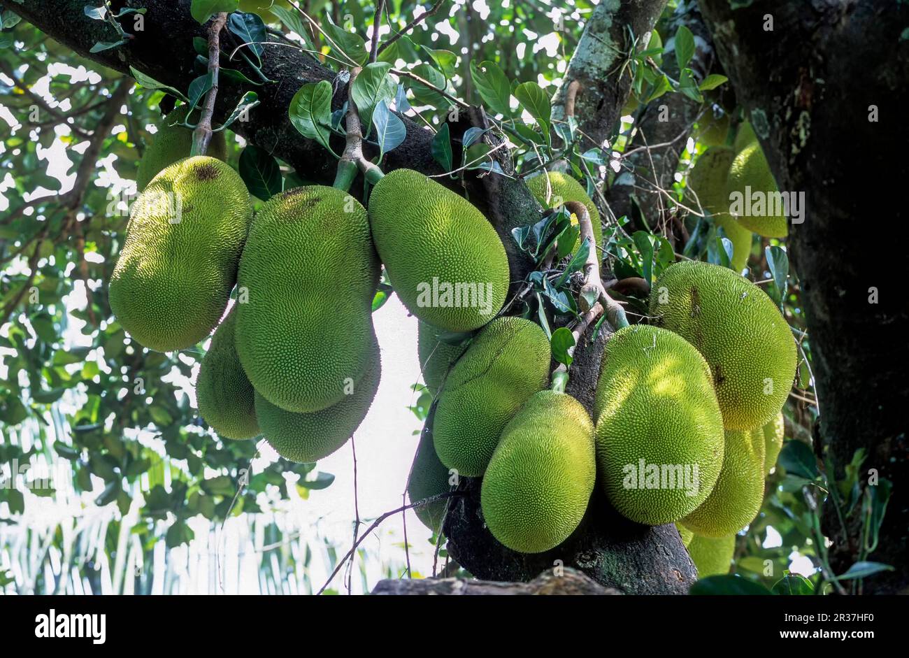 Jack fruits (Artocarpus heterophyllus) bread fruits on the tree, Kerala ...