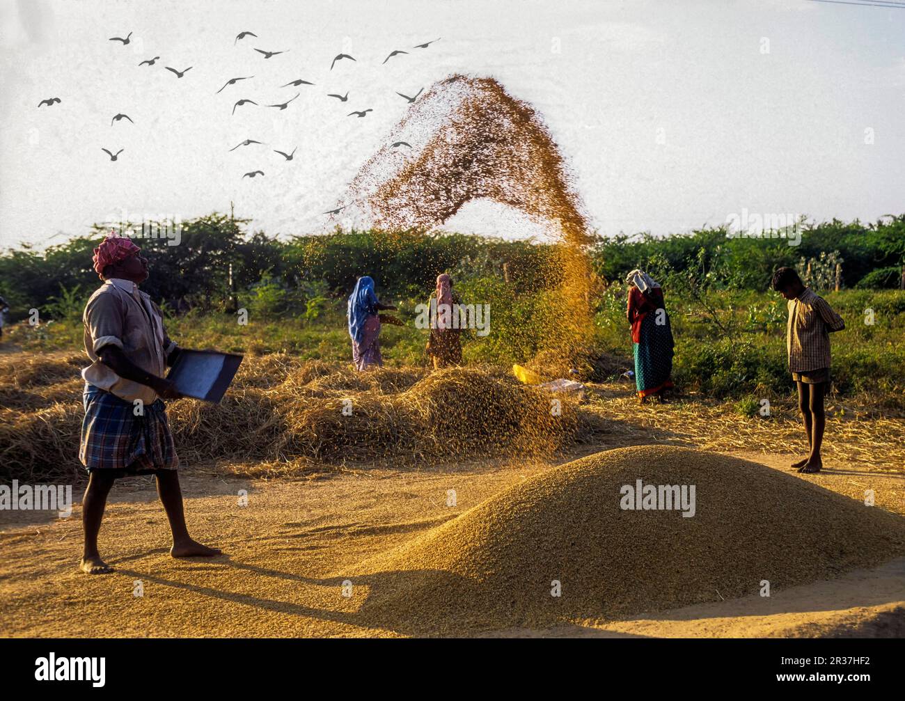 A farmer winnowing rice (Oryza sativa) paddy Kerala, South India, India ...