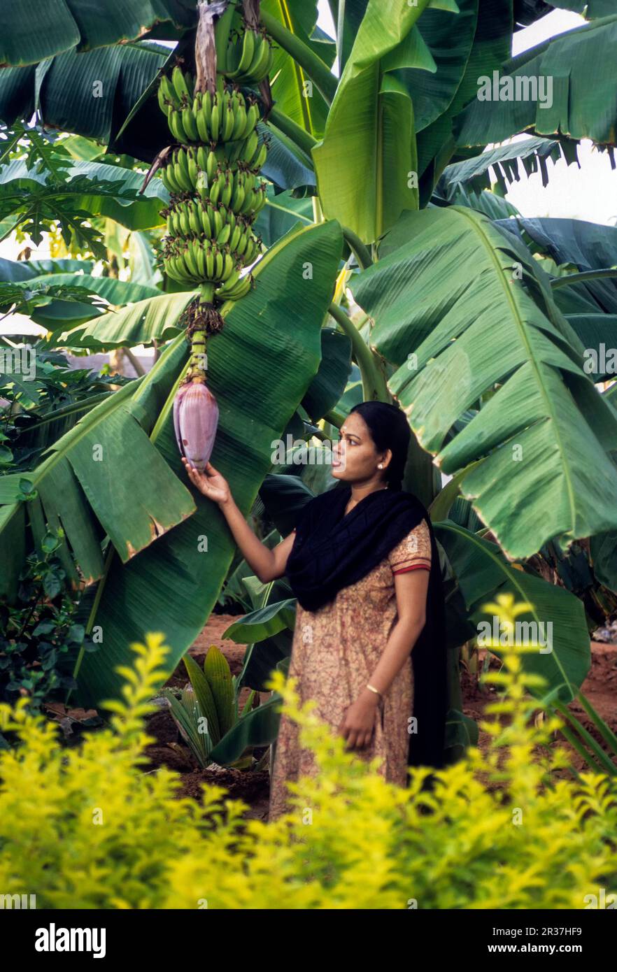The fruit of the banana (Musa paradisiaca Linn) (Musa acuminata) tree ...