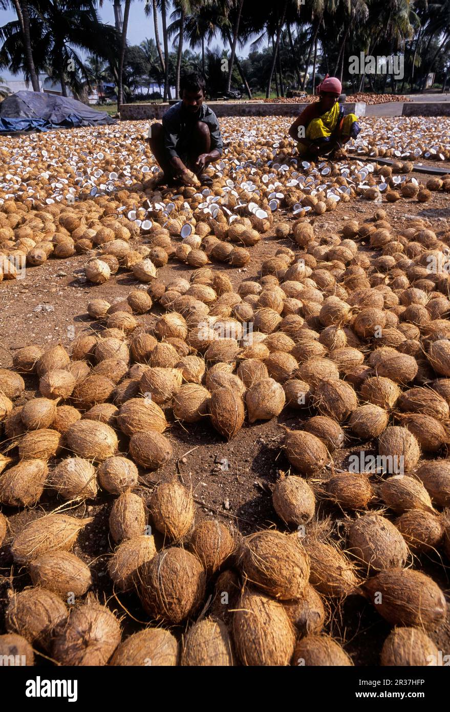 Indian dry fruit hi-res stock photography and images - Alamy