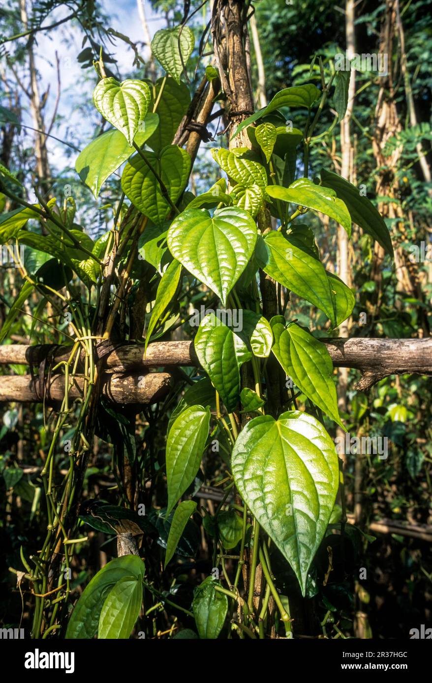 Betel (Piper betle) Leaf Vine at Sholavandan Tamil Nadu, South India ...