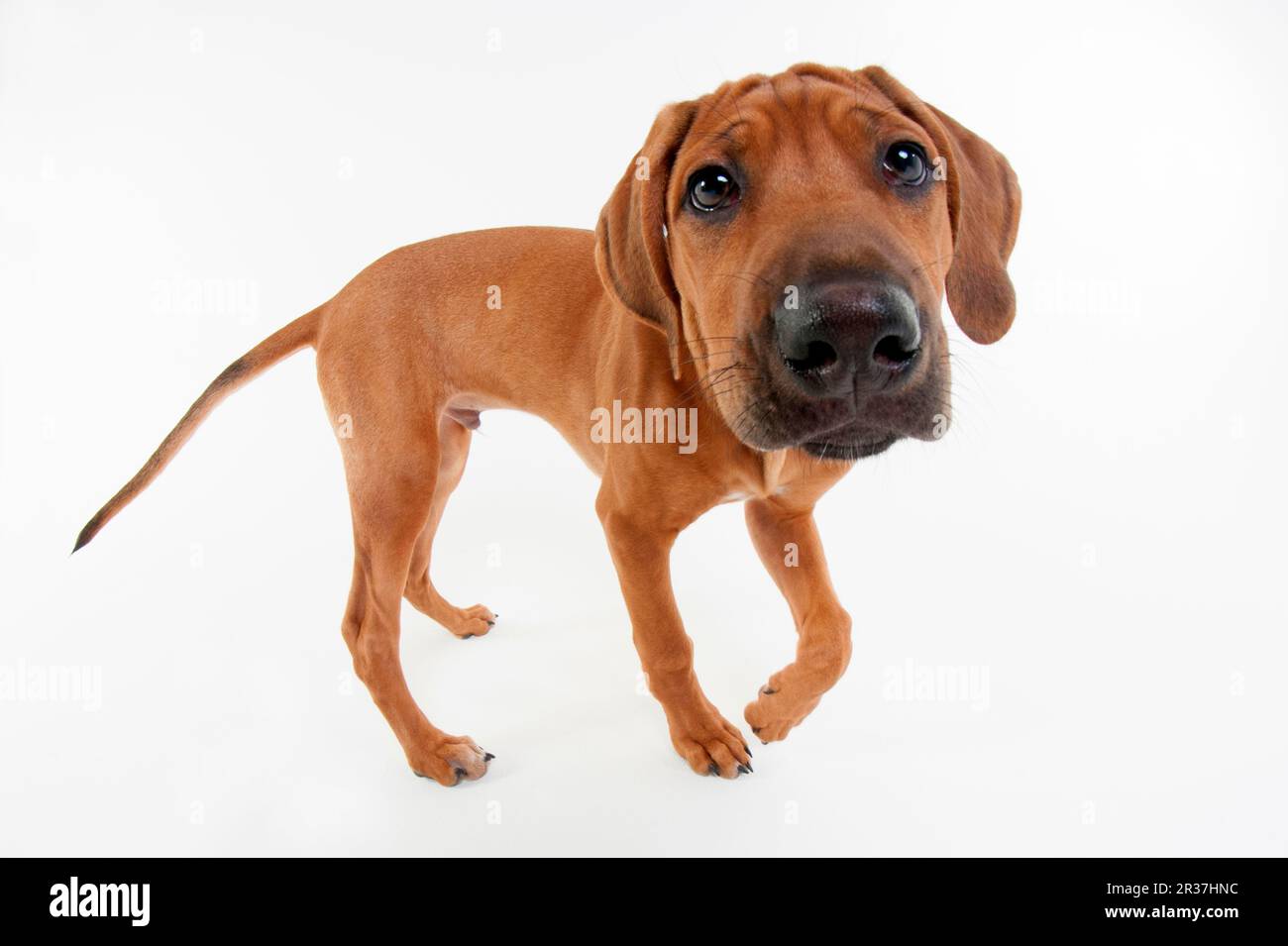 Rhodesian Ridgeback, male, puppy, 12 weeks, fisheye lens Stock Photo ...