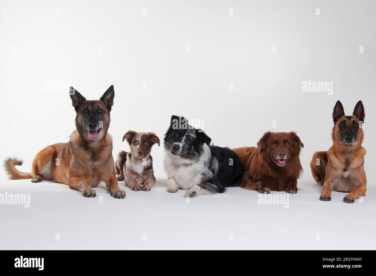 Australian Shepherd, male, blue-merle, adult, red-merle, puppy, 4 ...