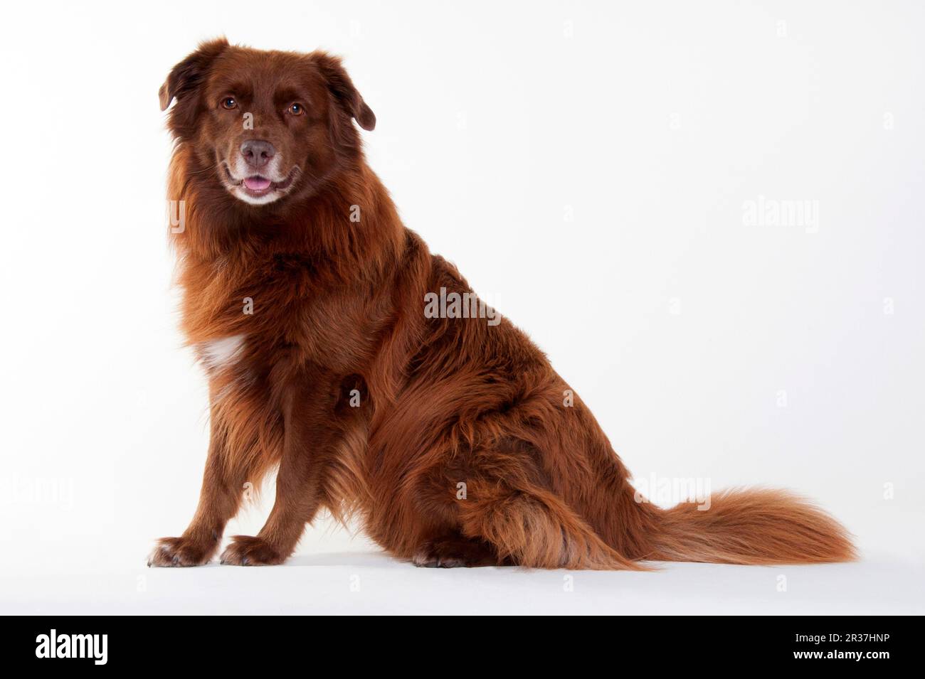 Australian Shepherd, male, red solid, adult Stock Photo - Alamy