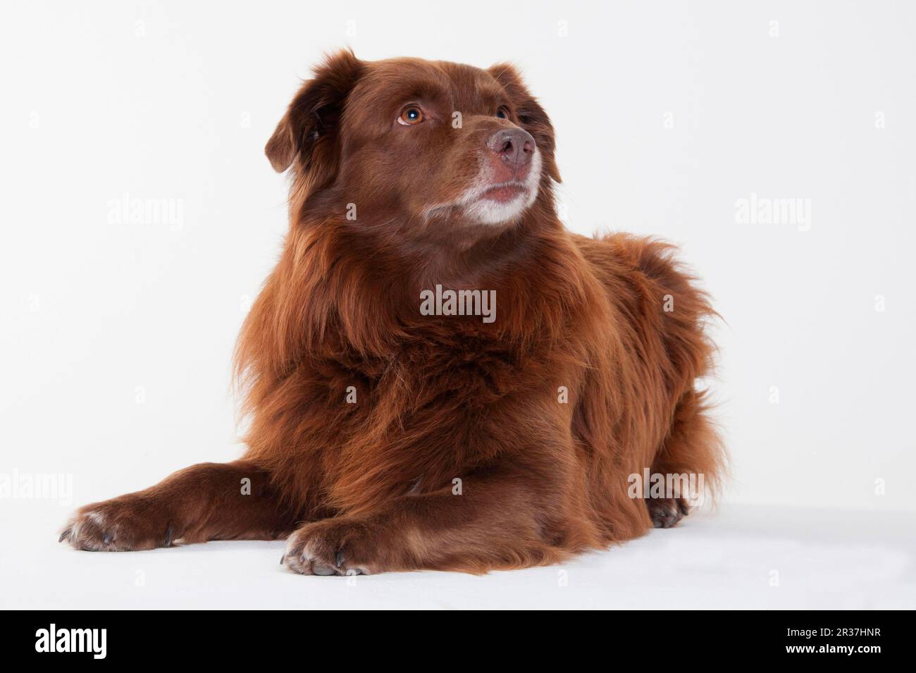 Adult australian shepherd dog hi-res stock photography and images - Alamy
