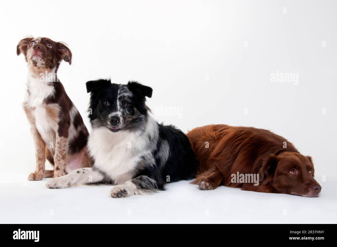 Australian Shepherds, males, blue-merle, adult, red-merle, puppy, 4 ...
