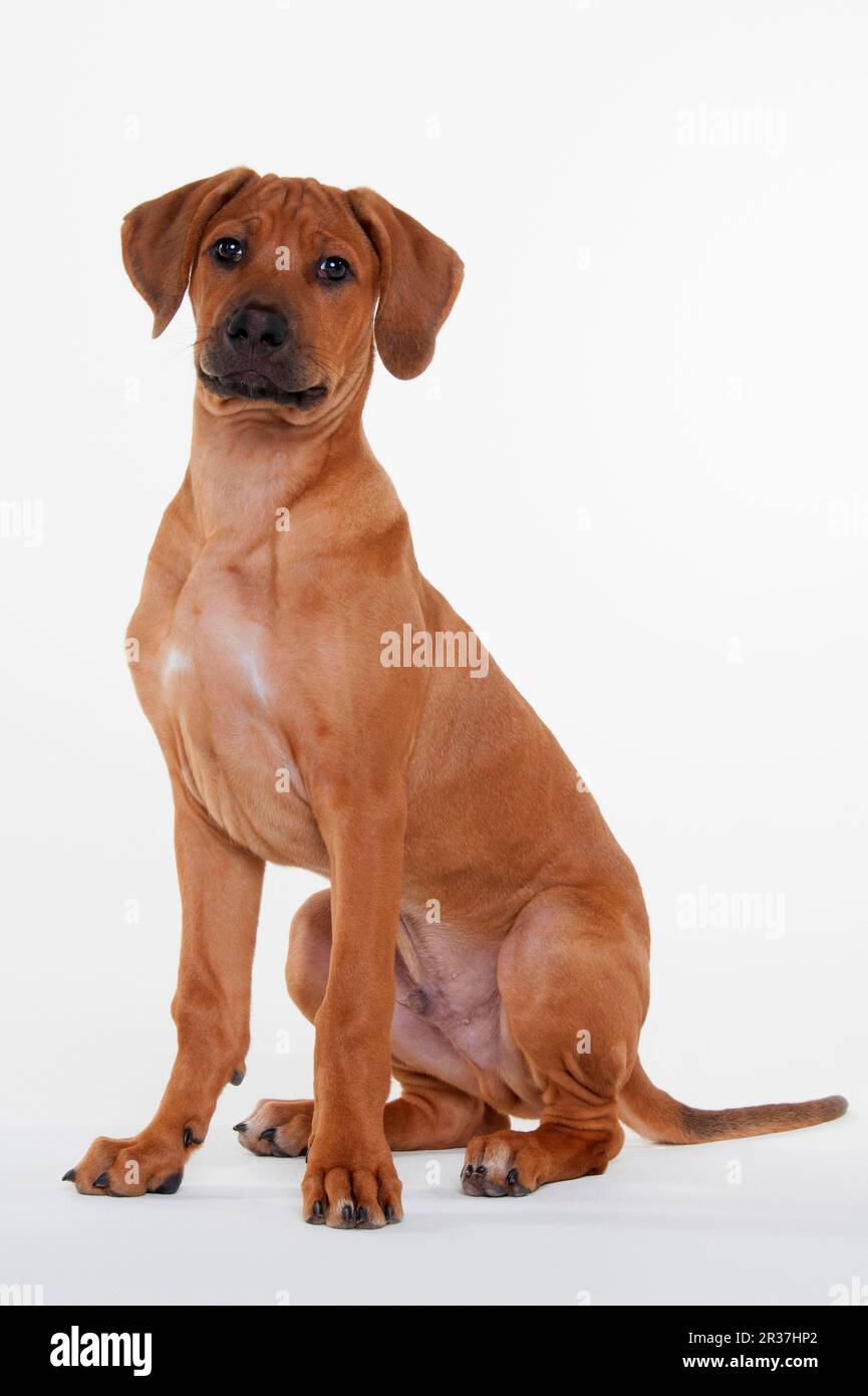 Rhodesian ridgeback face hi-res stock photography and images - Alamy