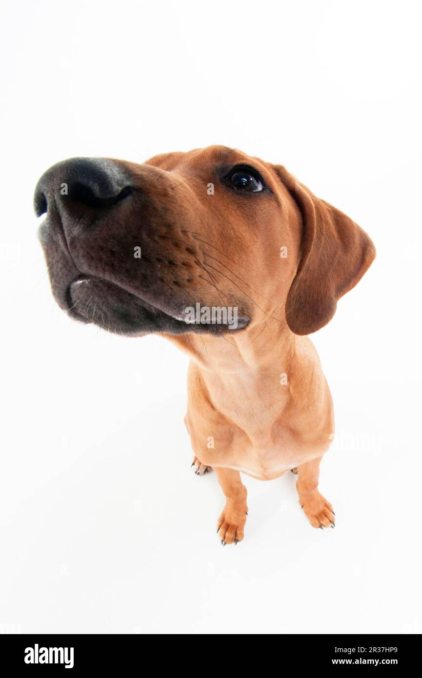 Rhodesian Ridgeback, male, puppy, 12 weeks, fisheye lens Stock Photo ...