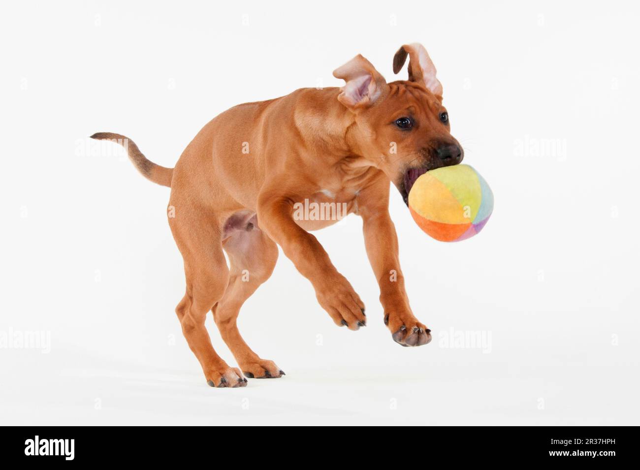 Rhodesian Ridgeback, male, puppy, 12 weeks, with toy, ball Stock Photo ...