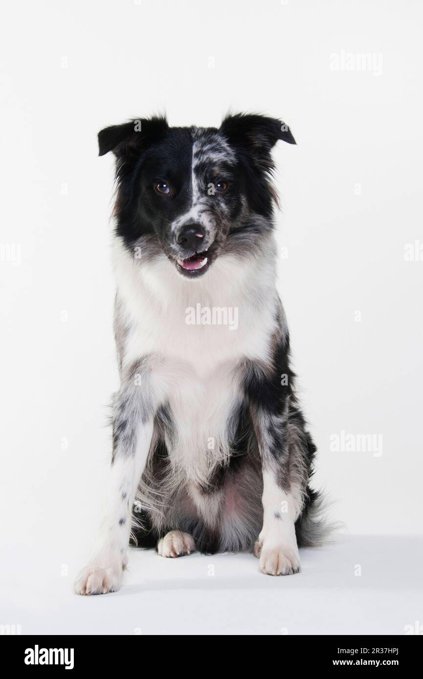 Australian Shepherd, male, blue-merle, adult Stock Photo - Alamy