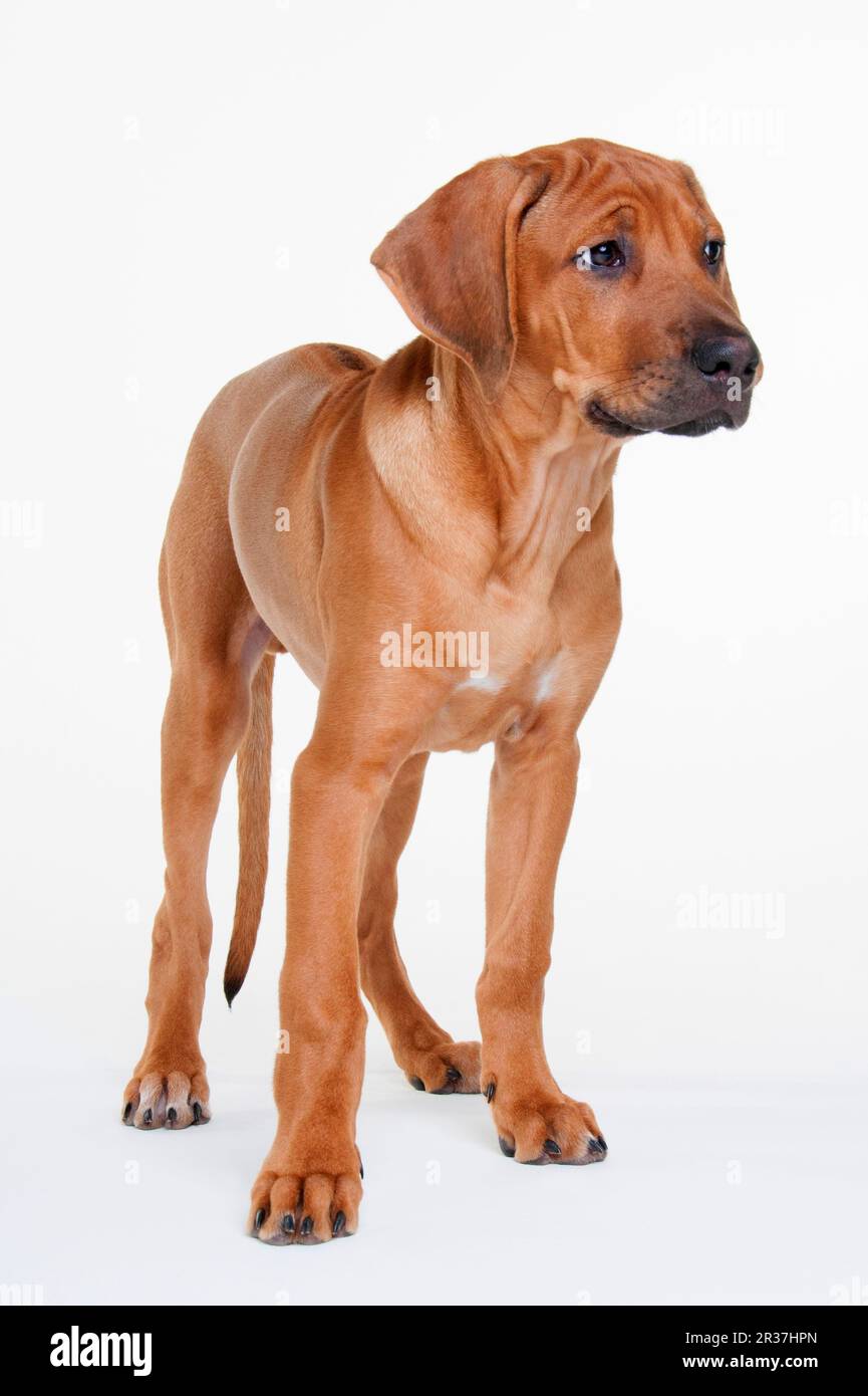 Rhodesian ridgeback male puppy hi-res stock photography and images - Alamy