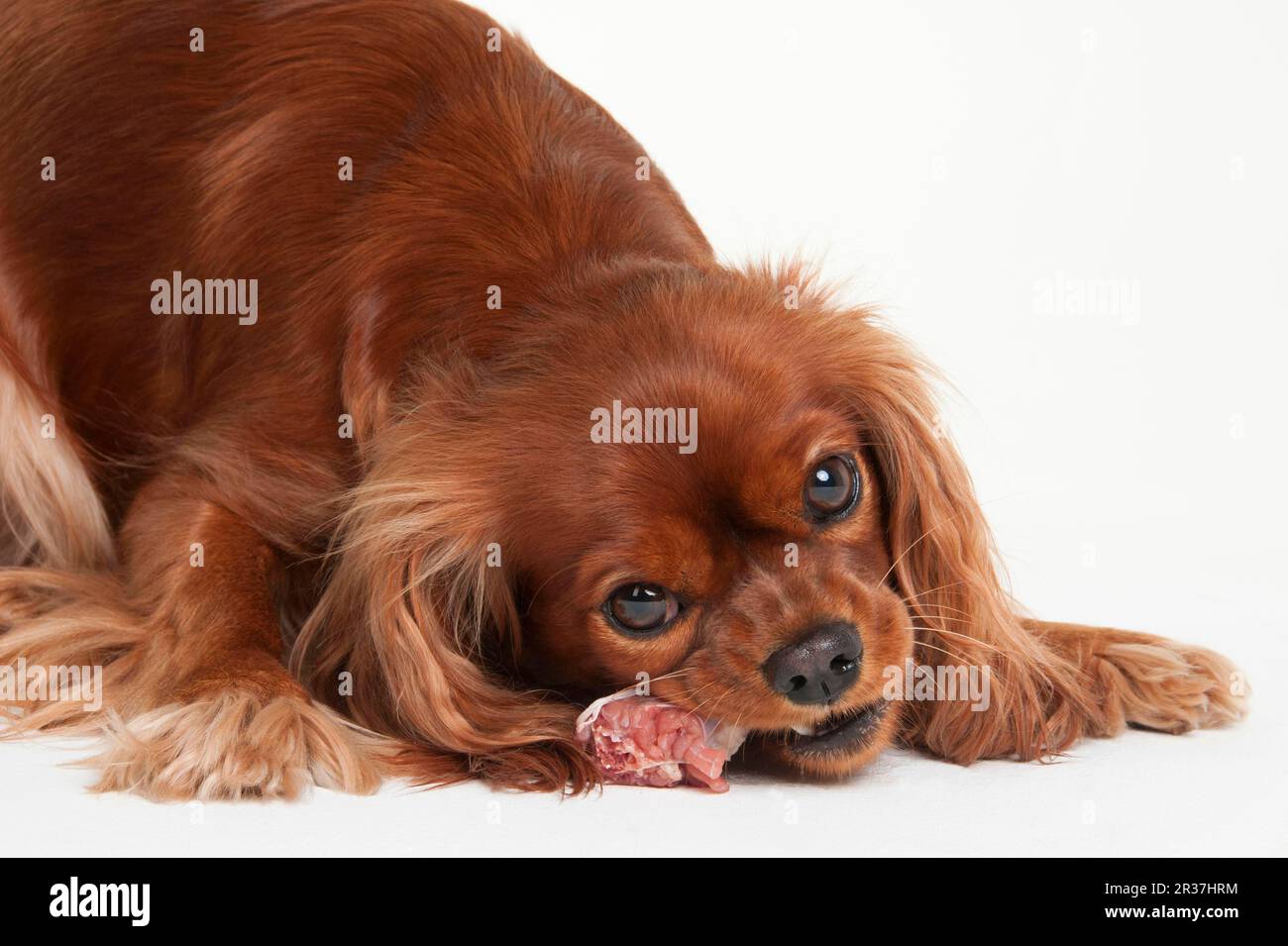Cavalier King Charles Spaniel, ruby, bitch, adult, eats duck neck, BARF ...