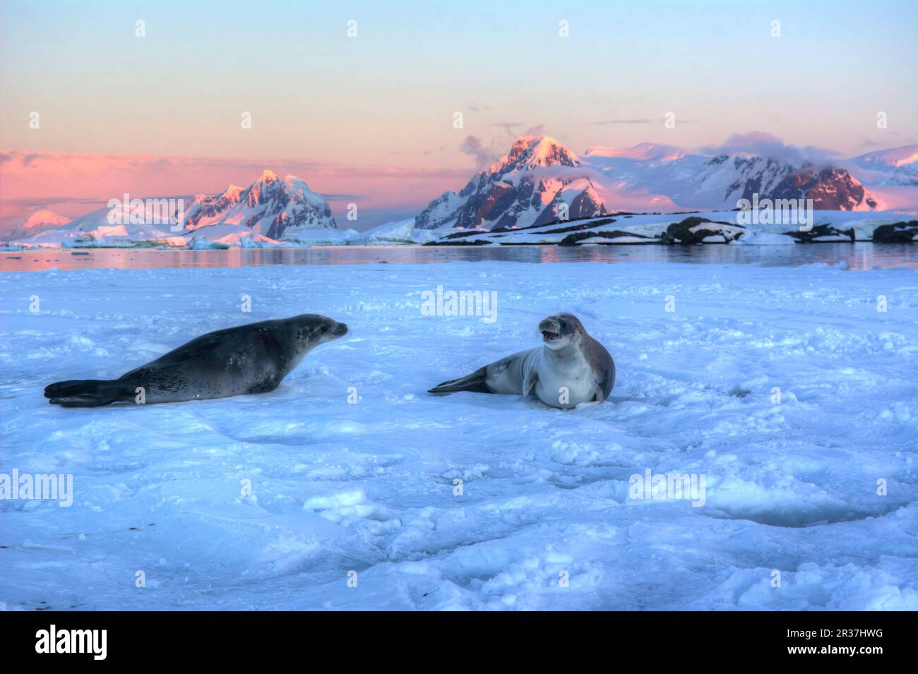 Weddell seal resting on an iceberg in Antarctica Stock Photo - Alamy