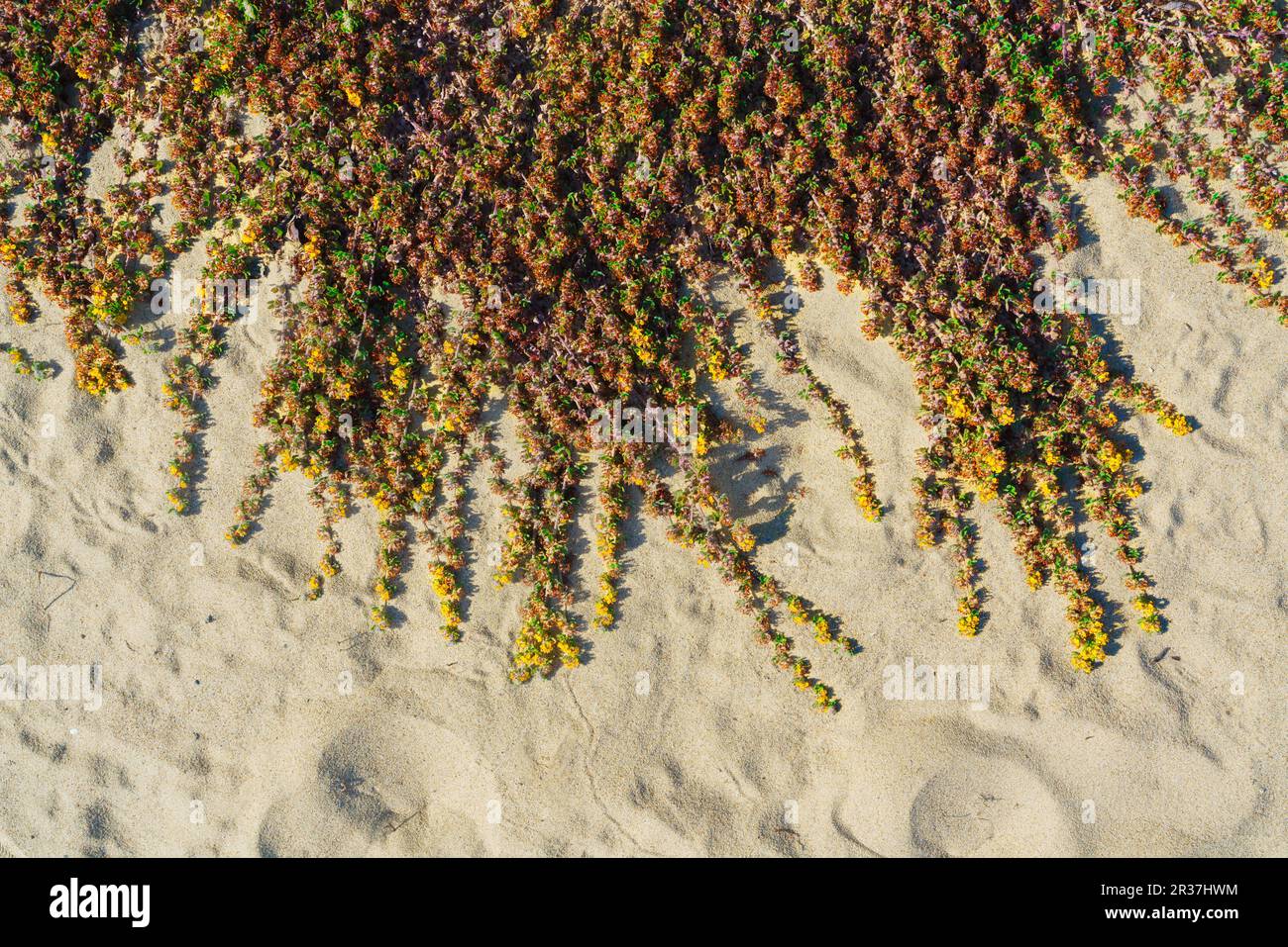 California native flower hi-res stock photography and images - Alamy