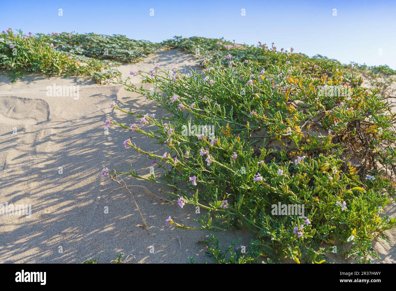 Sandy beach and native plants. Sea Rocket flowers in bloom, beautiful ...