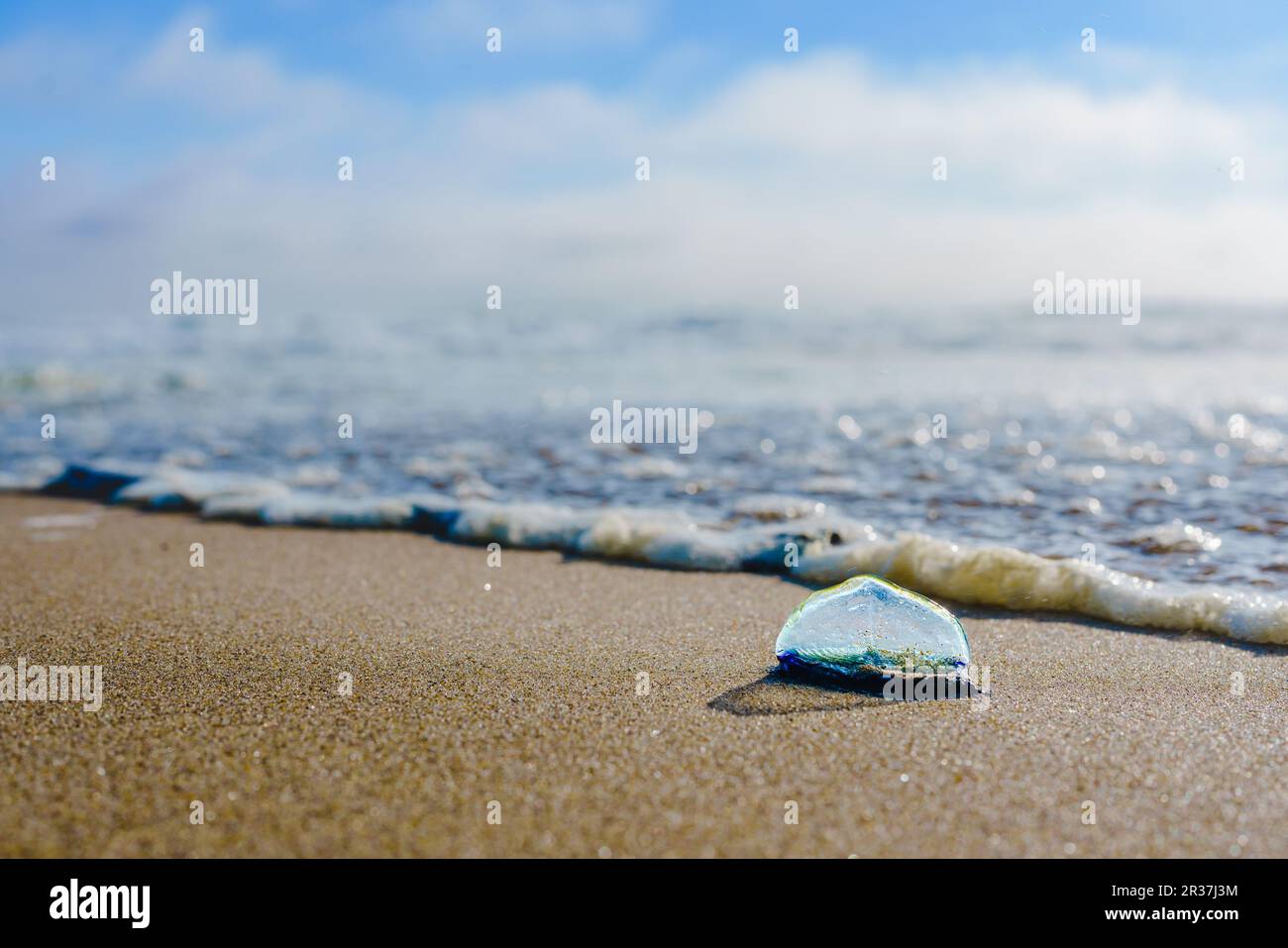 Blue sail jellyfish, or by-the-wind-sailor, or Velella Velella, close ...