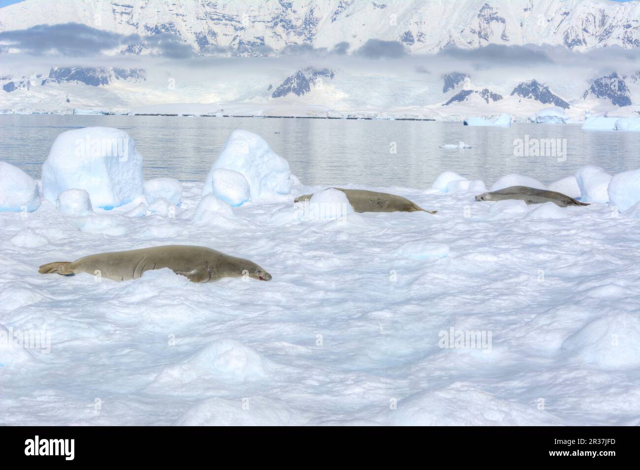 Crabeaters seals resting on an iceberg in Antarctica Stock Photo - Alamy