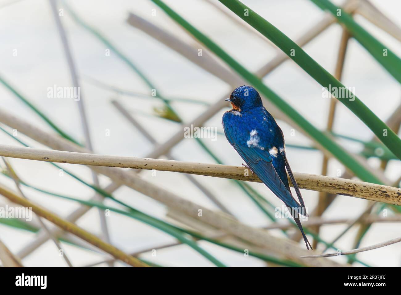 Blue Swallow perched on a marsh grass in the middle of the lake ...