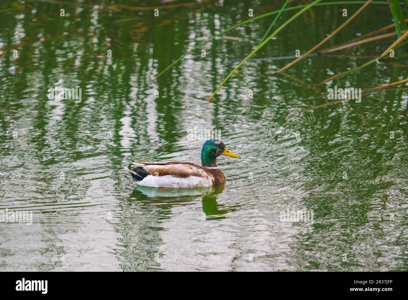 Duck floating on water, Oso Flaco Lake in Oceano, California Stock ...