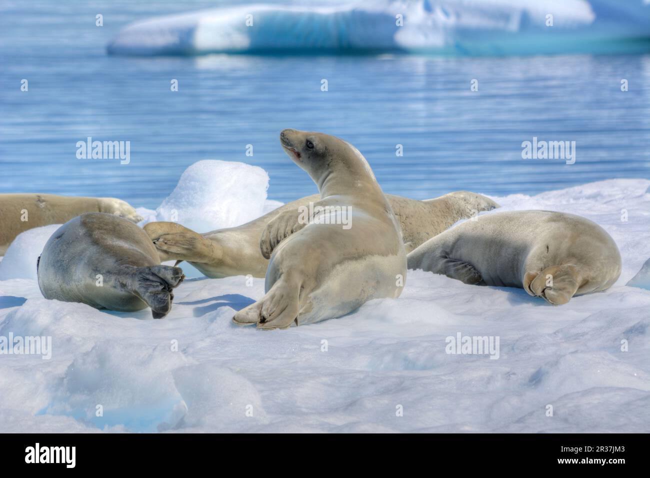 Iceberg resting spot hi-res stock photography and images - Alamy